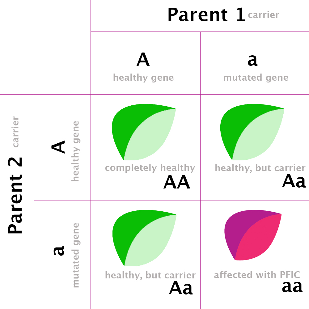 PFIC Genetics - PFIC Network - How do PFIC genetics work?