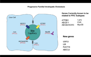PFIC Types and Subtypes - PFIC Network