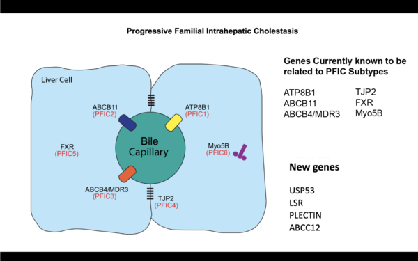 PFIC Types and Subtypes - PFIC Network